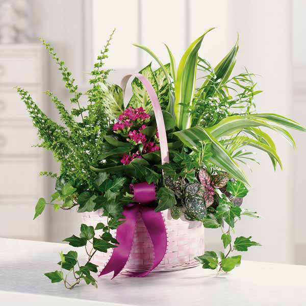 Dish and European Gardens | Cherryhill Flowers of Johnston
